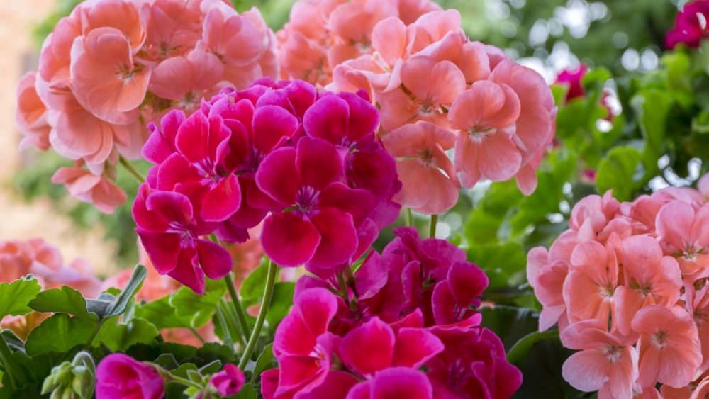 Geranien – die beliebtesten Balkonblumen - Samenhaus Gartenblog