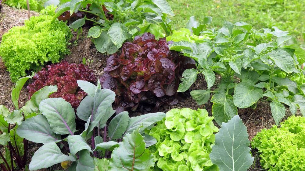 Die richtige Größe für den Selbstversorgergarten - Samenhaus Gartenblog