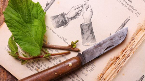 Obstbaum veredeln: Die Schritt-für-Schritt-Anleitung - Samenhaus Gartenblog