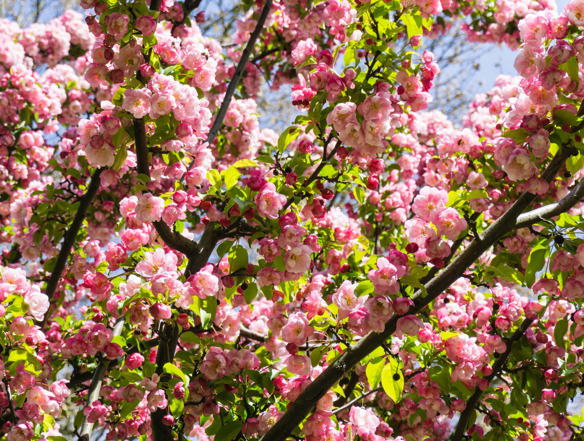 Barbarazweige – die Hommage an die Heilige Barbara - Samenhaus Gartenblog