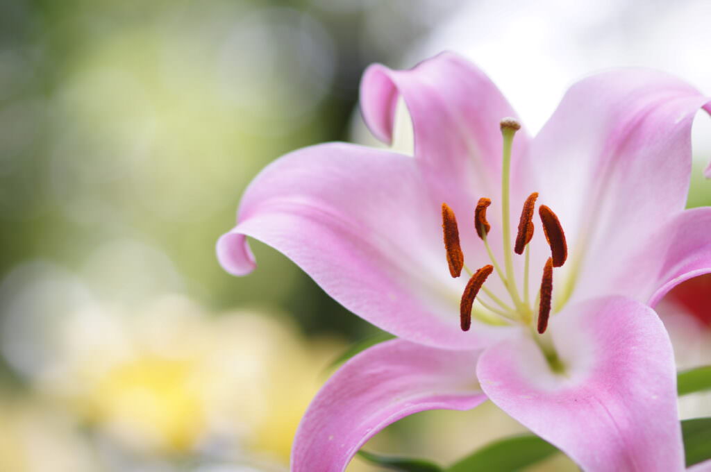 Lilien – von der unscheinbaren Zwiebel zur Gartenschönheit - Samenhaus ...