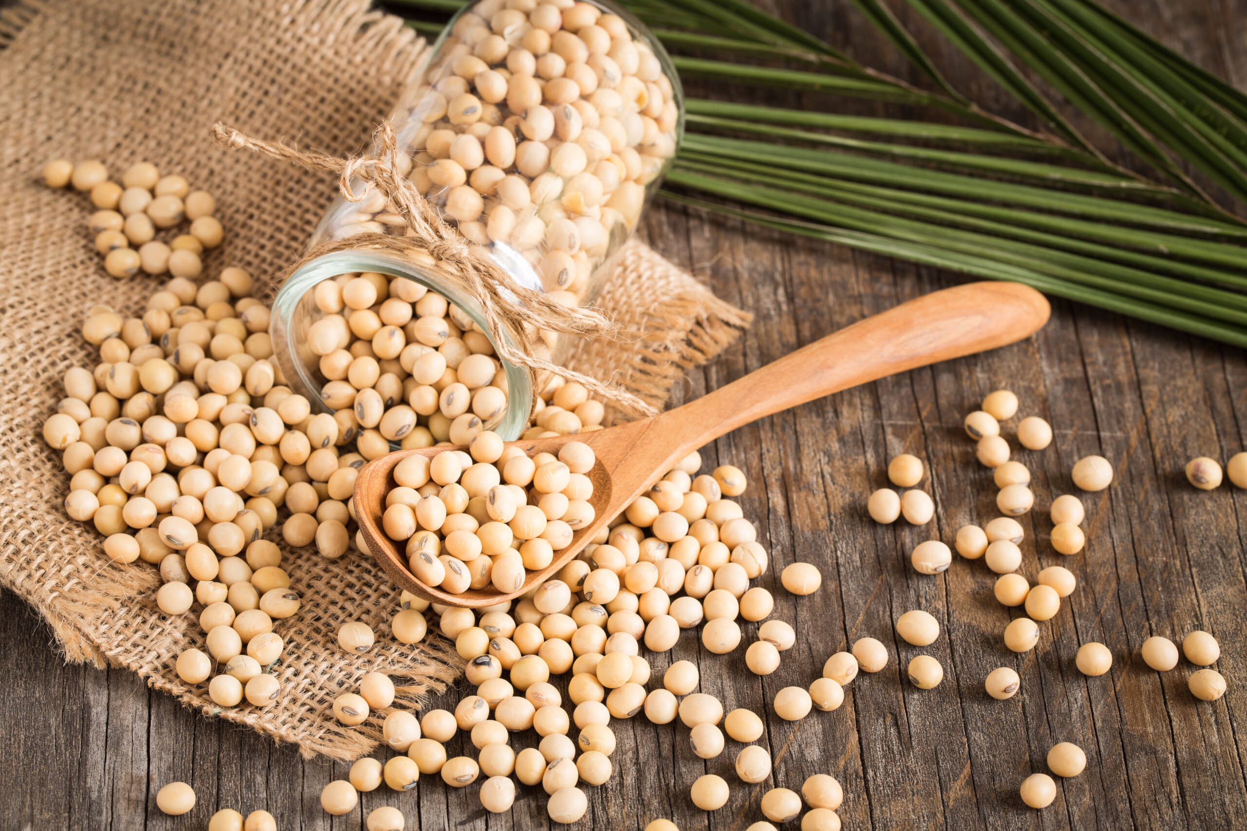 Sojabohnen im Garten anbauen – so geht es - Samenhaus Gartenblog