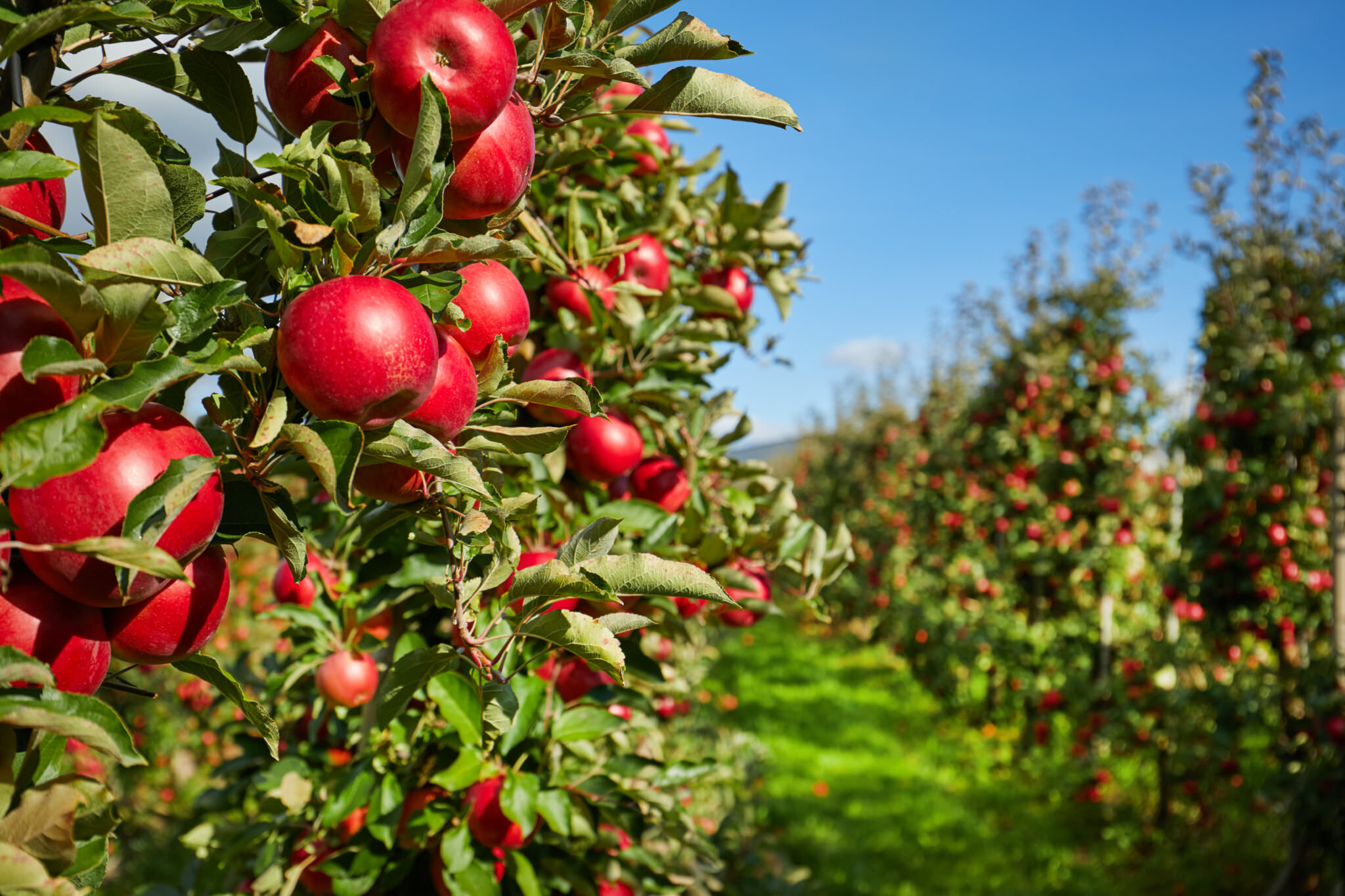 Tipps für die Apfelernte im Herbst: richtig ernten und lagern ...