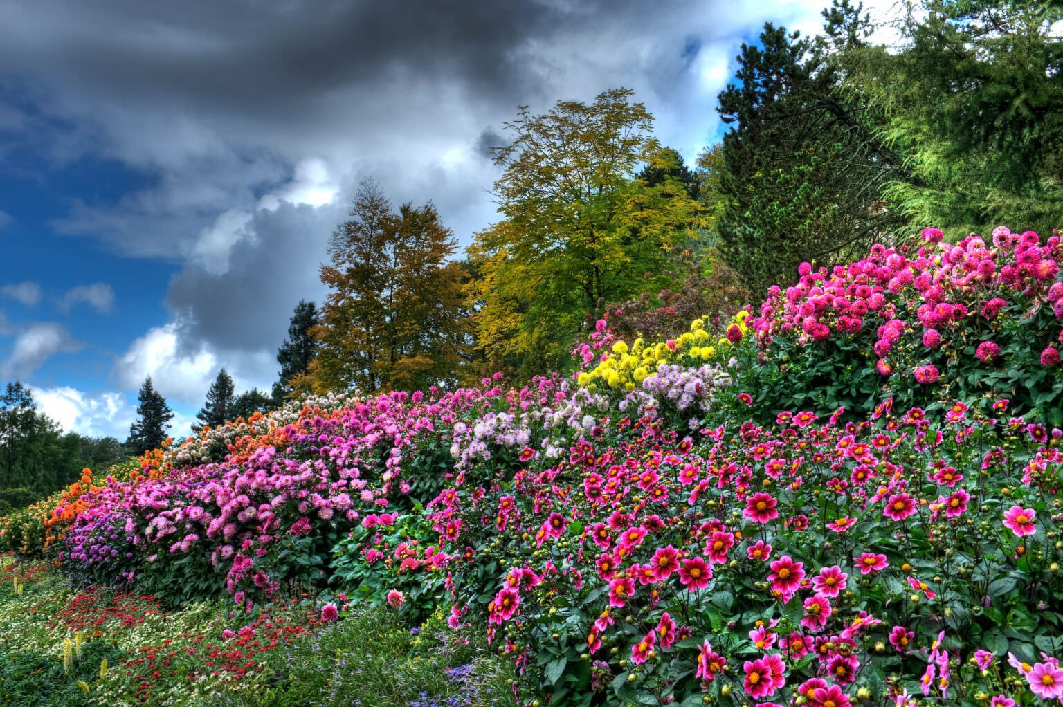 Alles, was Sie über Stauden wissen sollten - Samenhaus Gartenblog