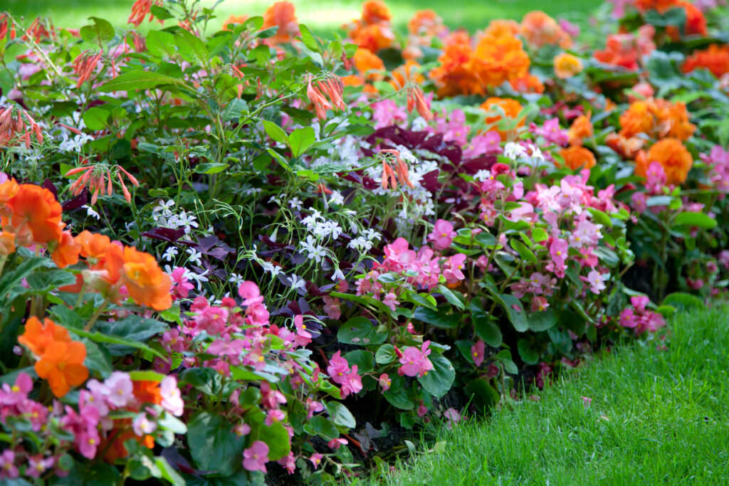 Tipps fürs Blumenbeet im Garten - Samenhaus Gartenblog