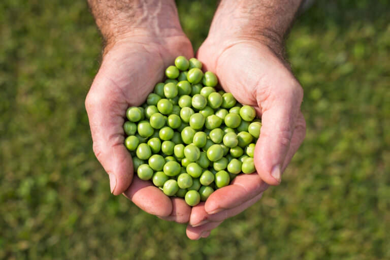 Erbsen erfolgreich anbauen: von der Saat bis zur reichen Ernte ...