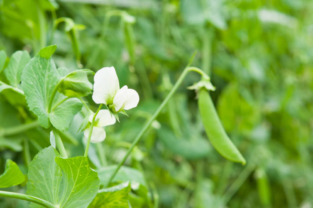Erbsen erfolgreich anbauen: von der Saat bis zur reichen Ernte ...