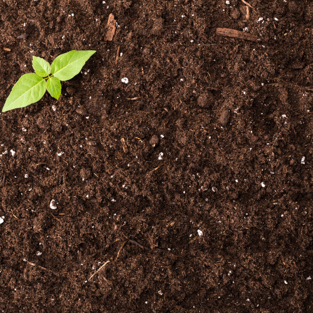 Für jede Pflanze die richtige Erde - Samenhaus Gartenblog