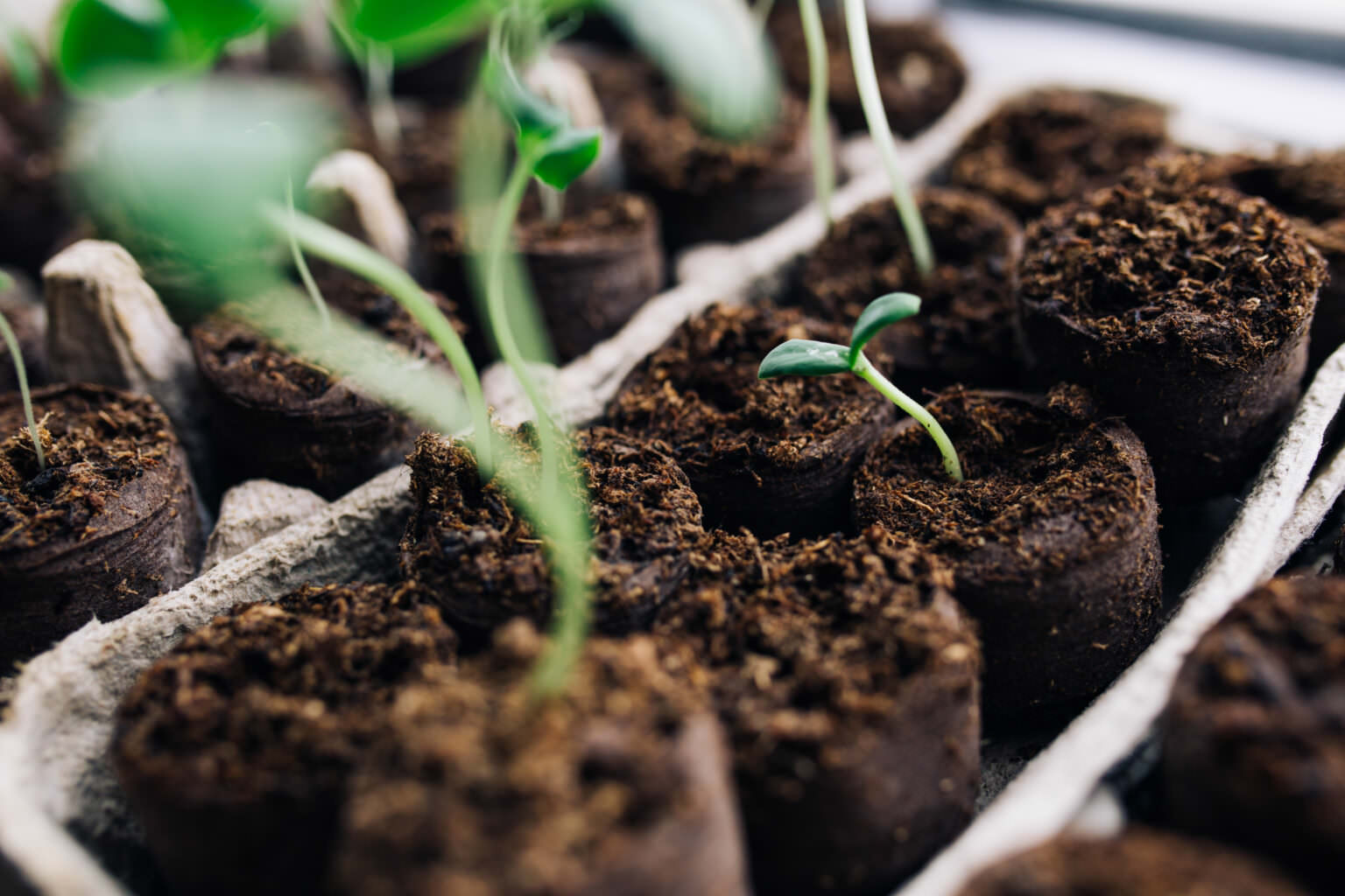 Für jede Pflanze die richtige Erde - Samenhaus Gartenblog