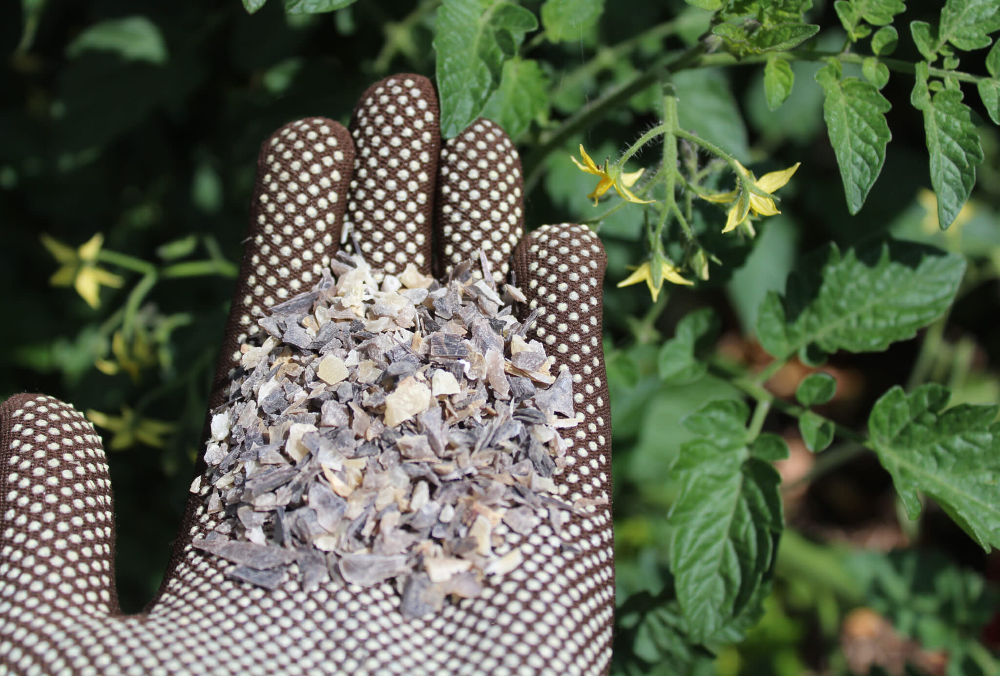 Hornspäne: vielfältig einsetzbarer organischer Dünger für den Garten ...