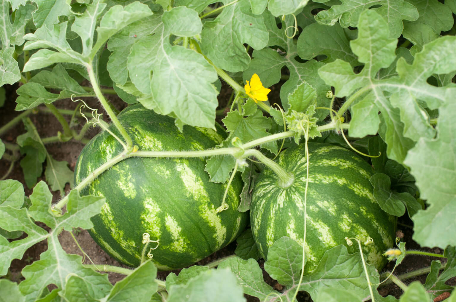 Tipps für den Anbau von Melonen - Samenhaus Gartenblog