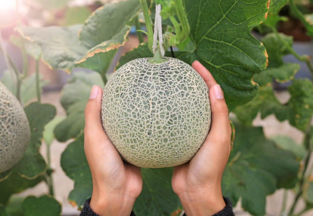Tipps für den Anbau von Melonen - Samenhaus Gartenblog