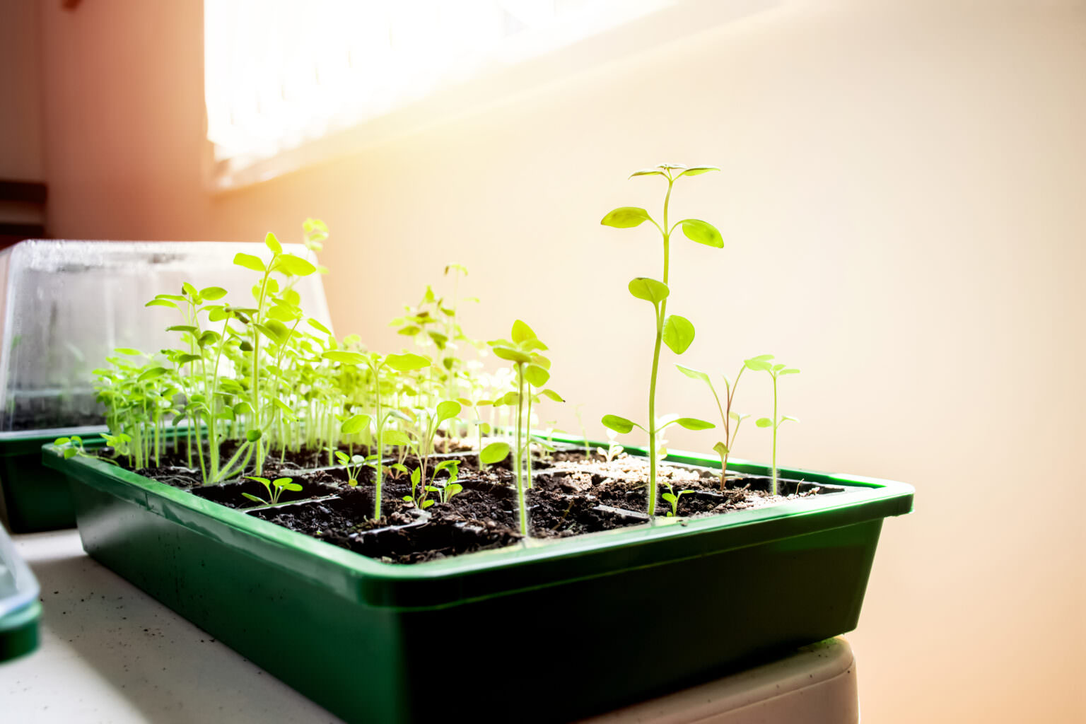 Mini-Gewächshäuser für Balkon und Terrasse - Samenhaus Gartenblog