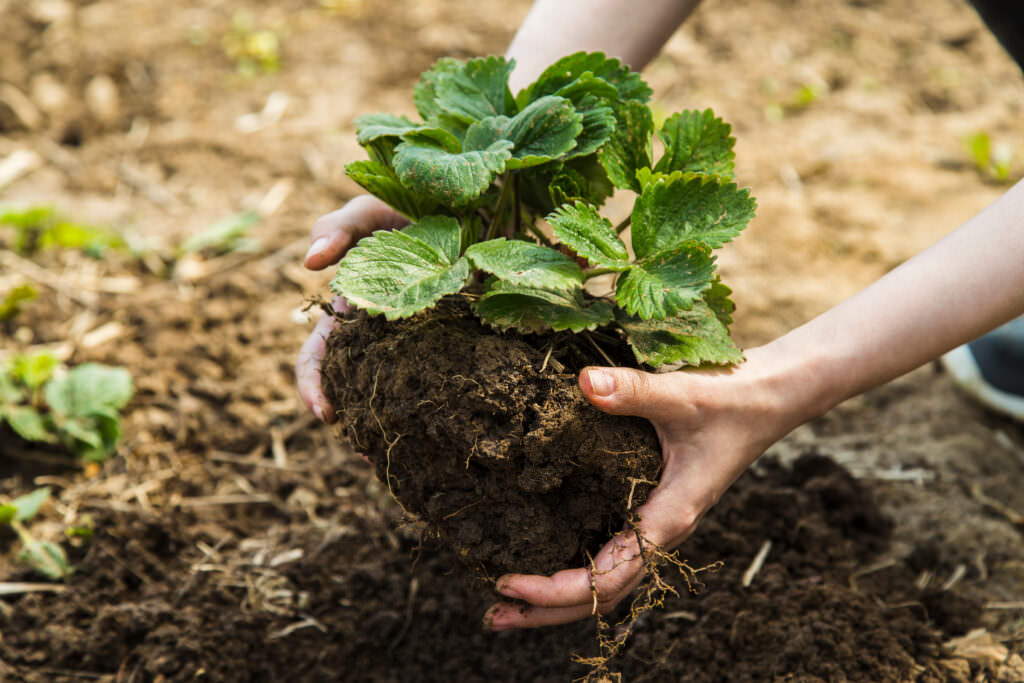 Erdbeeren pflanzen - so machen Sie es richtig! - Samenhaus Gartenblog