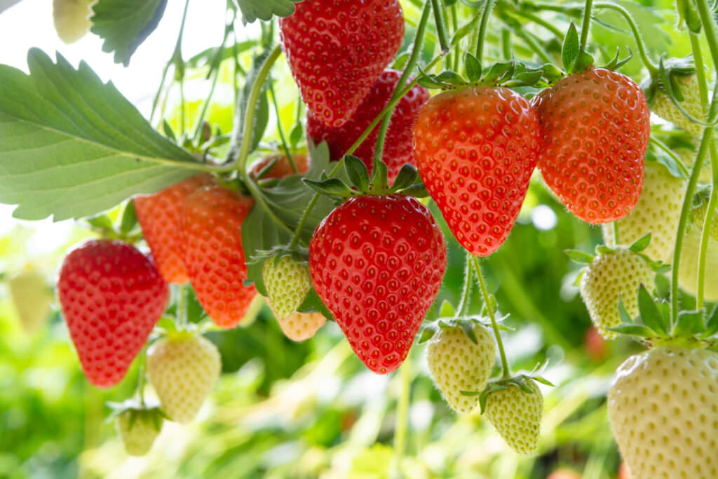 Erdbeeren pflanzen - so machen Sie es richtig! - Samenhaus Gartenblog