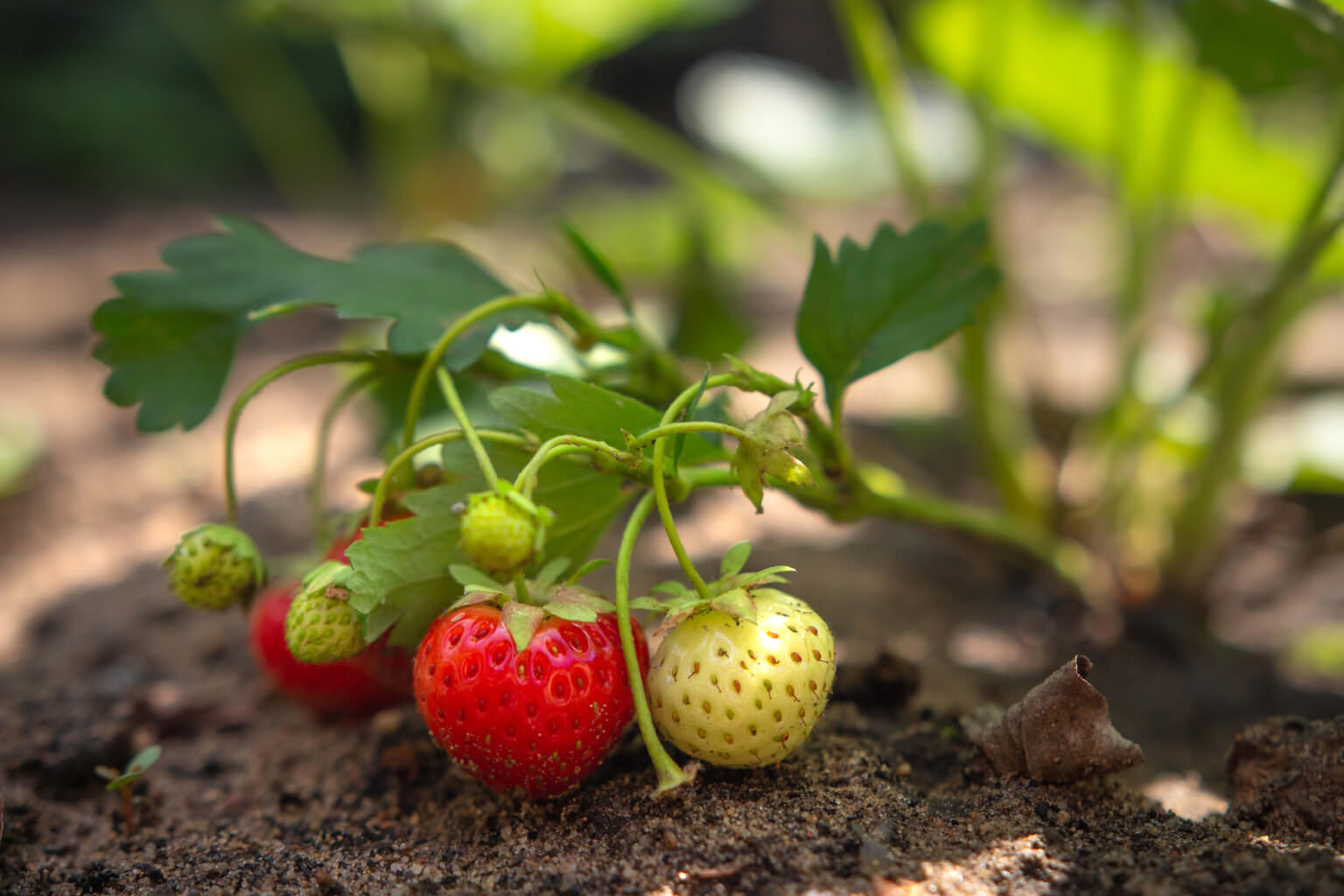 Erdbeeren pflanzen - so machen Sie es richtig! - Samenhaus Gartenblog