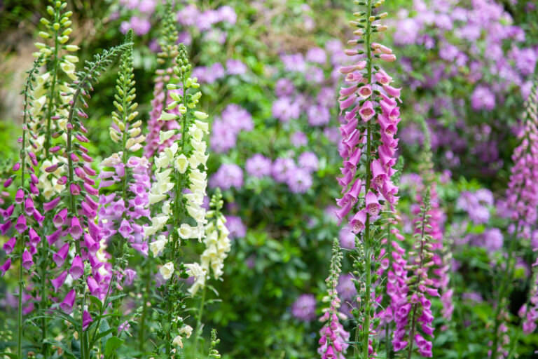 Fingerhut – die giftige und heilende Gartenschönheit - Samenhaus Gartenblog
