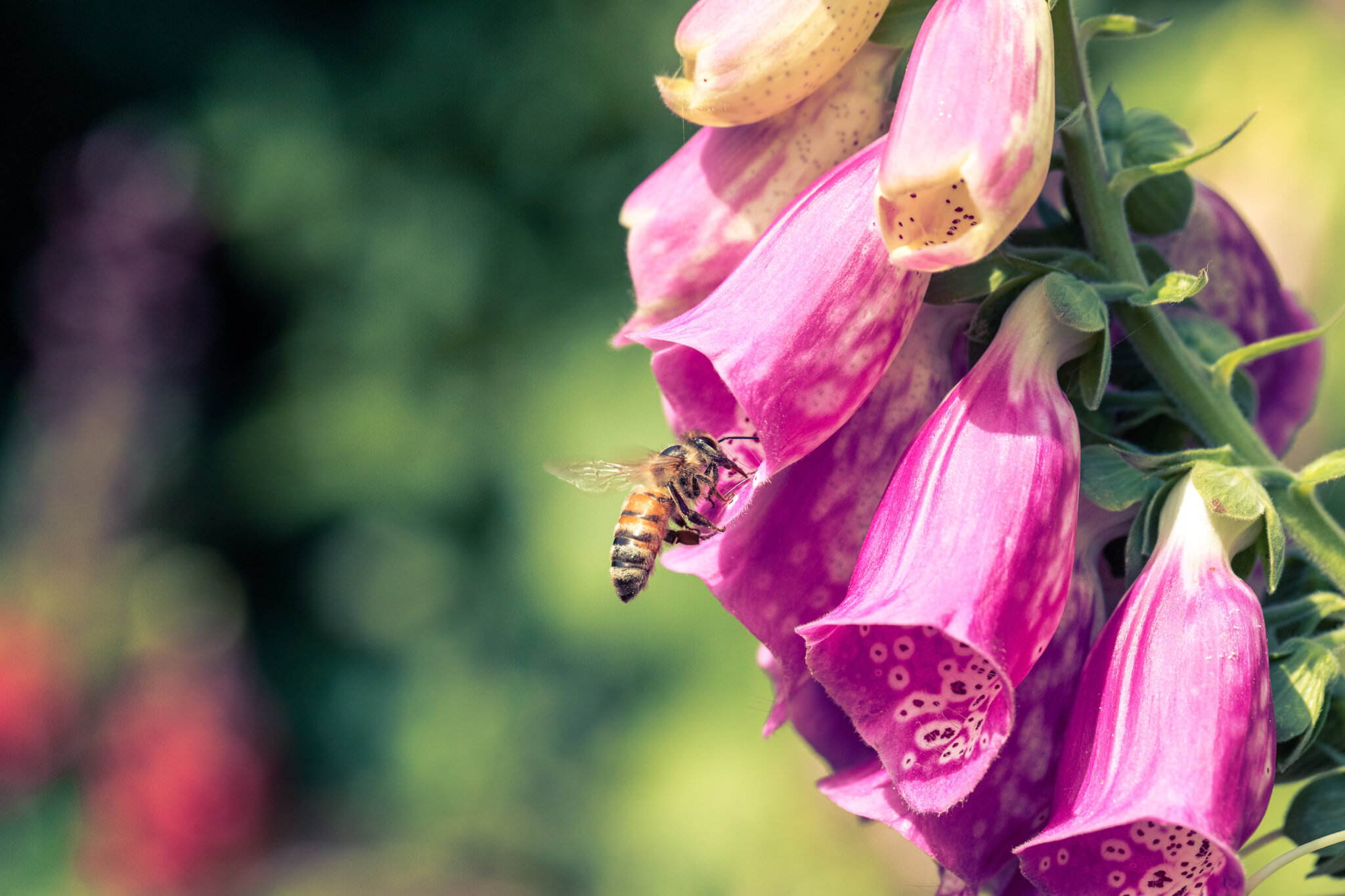 Fingerhut – die giftige und heilende Gartenschönheit - Samenhaus Gartenblog
