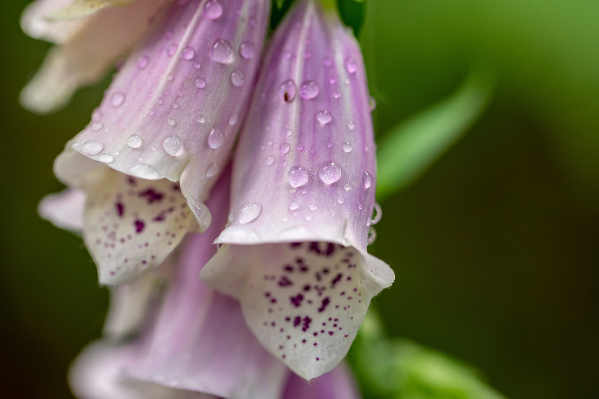 Fingerhut – die giftige und heilende Gartenschönheit - Samenhaus Gartenblog