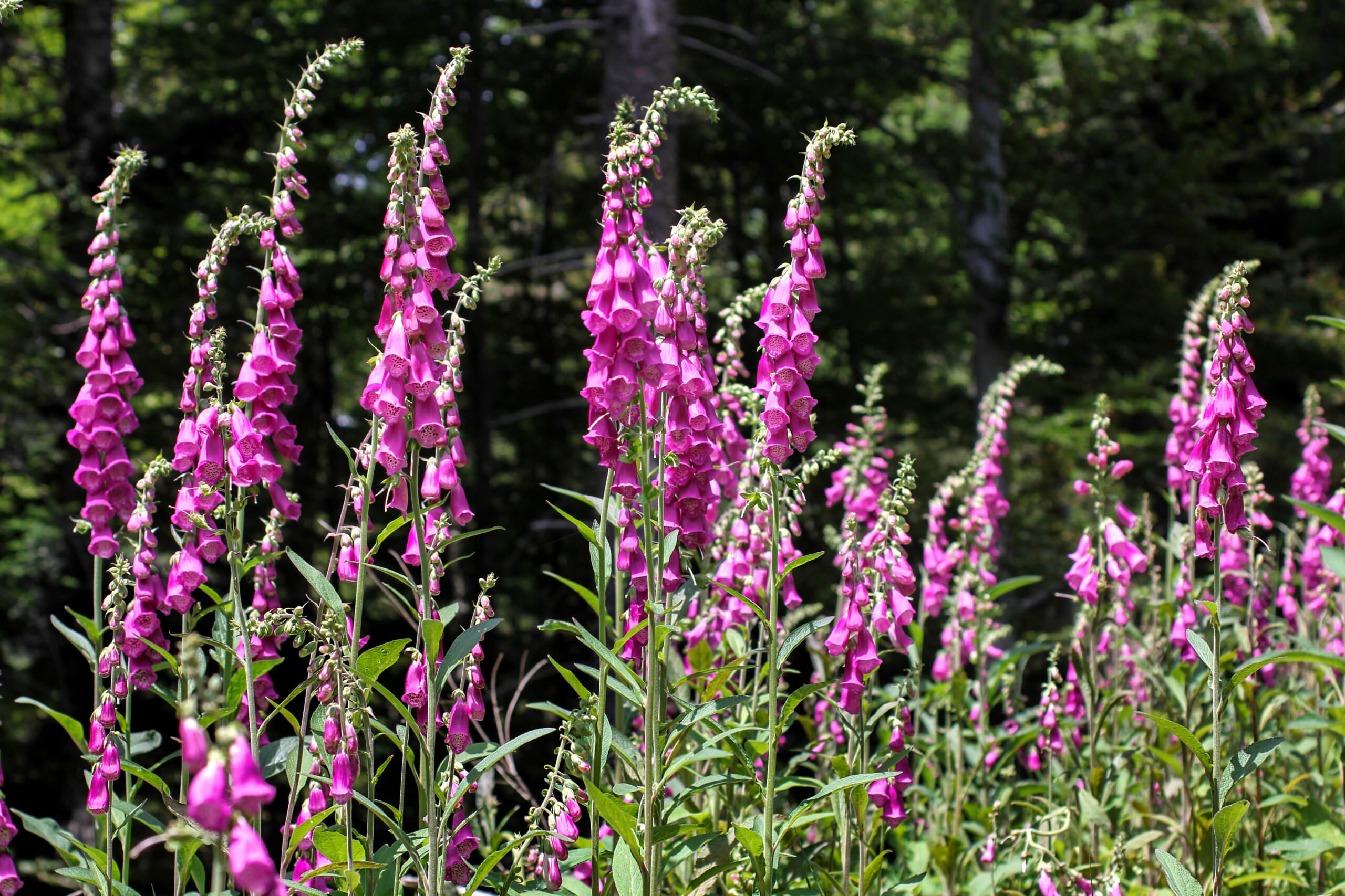 Fingerhut – die giftige und heilende Gartenschönheit - Samenhaus Gartenblog