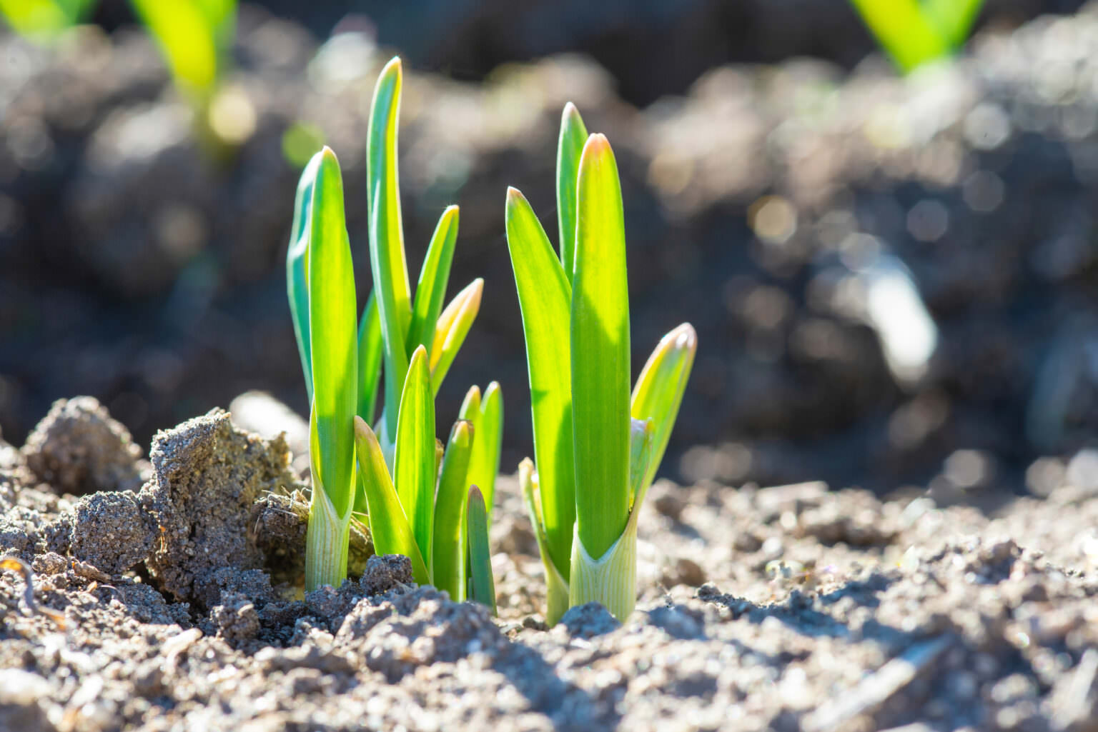 Knoblauch selbst anbauen: Tipps und Tricks - Samenhaus Gartenblog Knoblauch selbst anbauen: Tipps und Tricks - Samenhaus Gartenblog