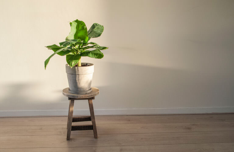 Die Banane als Zimmerpflanze - Samenhaus Gartenblog