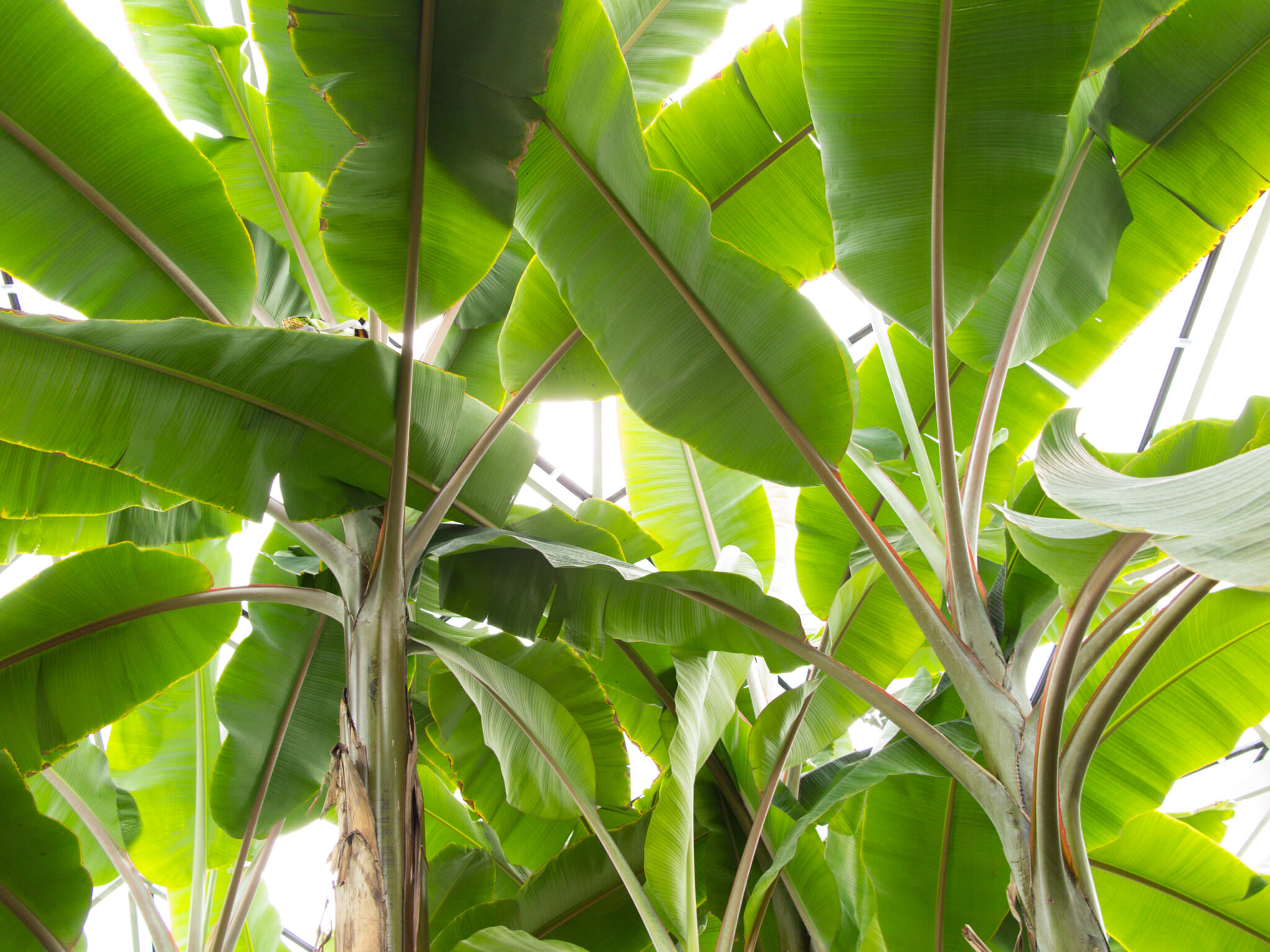 Die Banane als Zimmerpflanze - Samenhaus Gartenblog