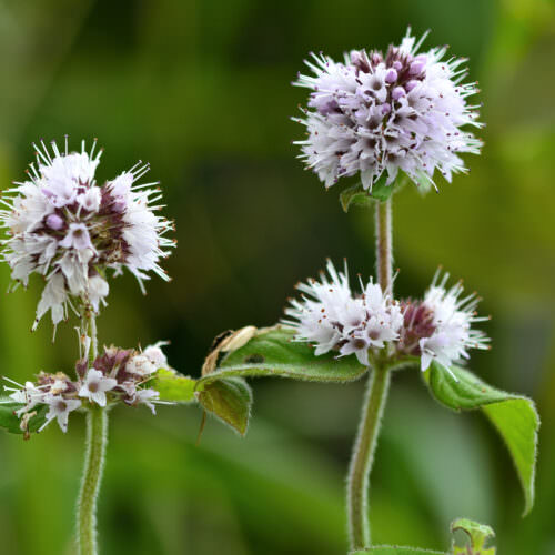 Minze-Sorten für den Anbau im Garten und auf dem Balkon - Samenhaus ...