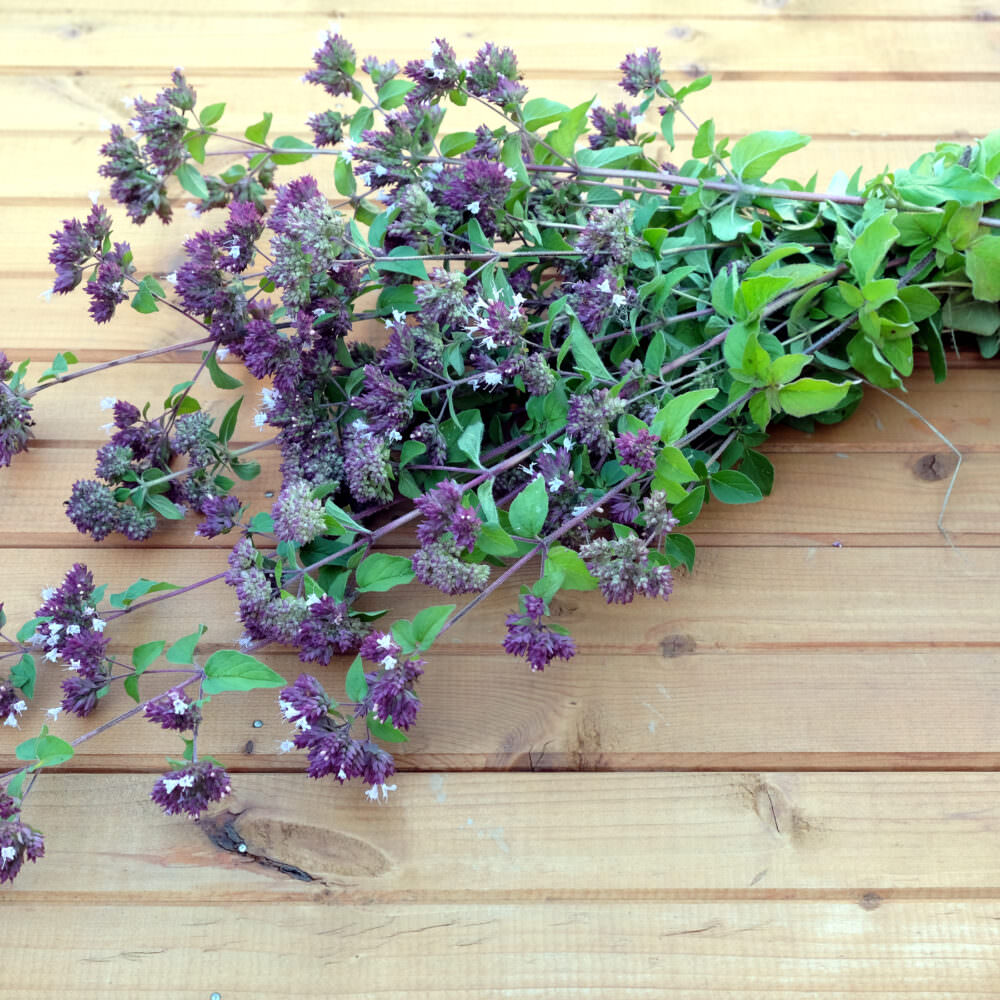 Minze-Sorten für den Anbau im Garten und auf dem Balkon - Samenhaus ...
