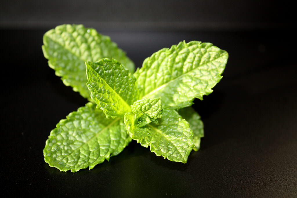 Minze-Sorten für den Anbau im Garten und auf dem Balkon - Samenhaus ...