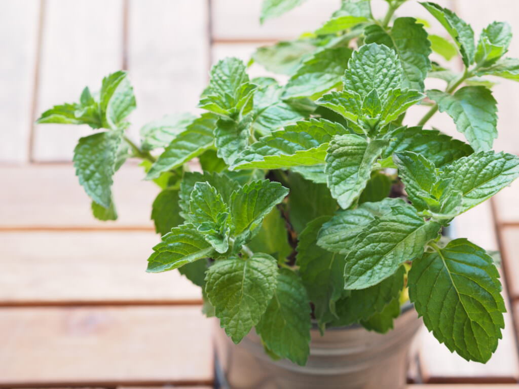 Minze-Sorten für den Anbau im Garten und auf dem Balkon - Samenhaus ...