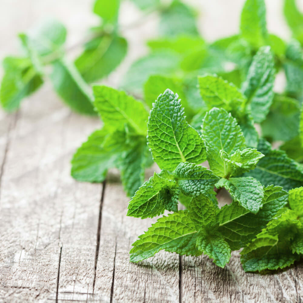 Minze-Sorten für den Anbau im Garten und auf dem Balkon - Samenhaus ...