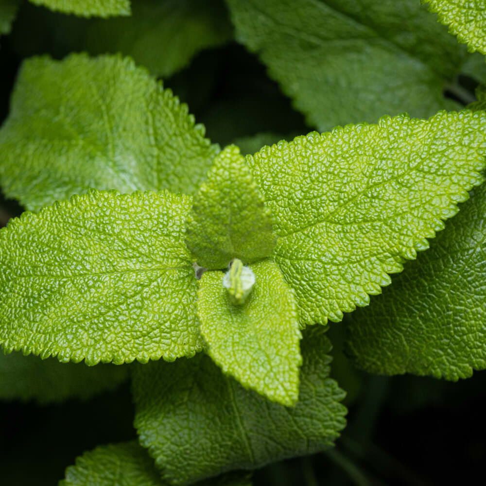 Minze-Sorten für den Anbau im Garten und auf dem Balkon - Samenhaus ...