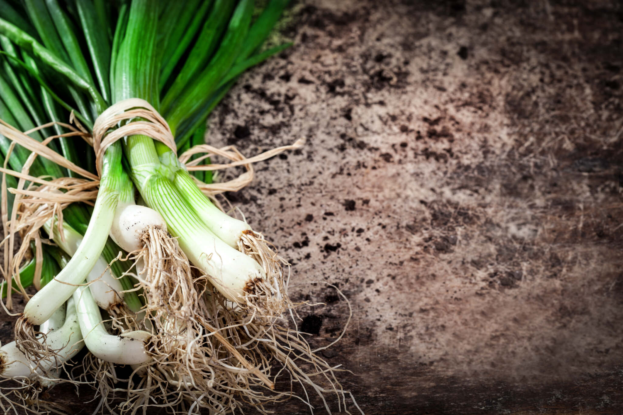 Porree – die „Stangenzwiebel“ aus dem Garten - Samenhaus Gartenblog