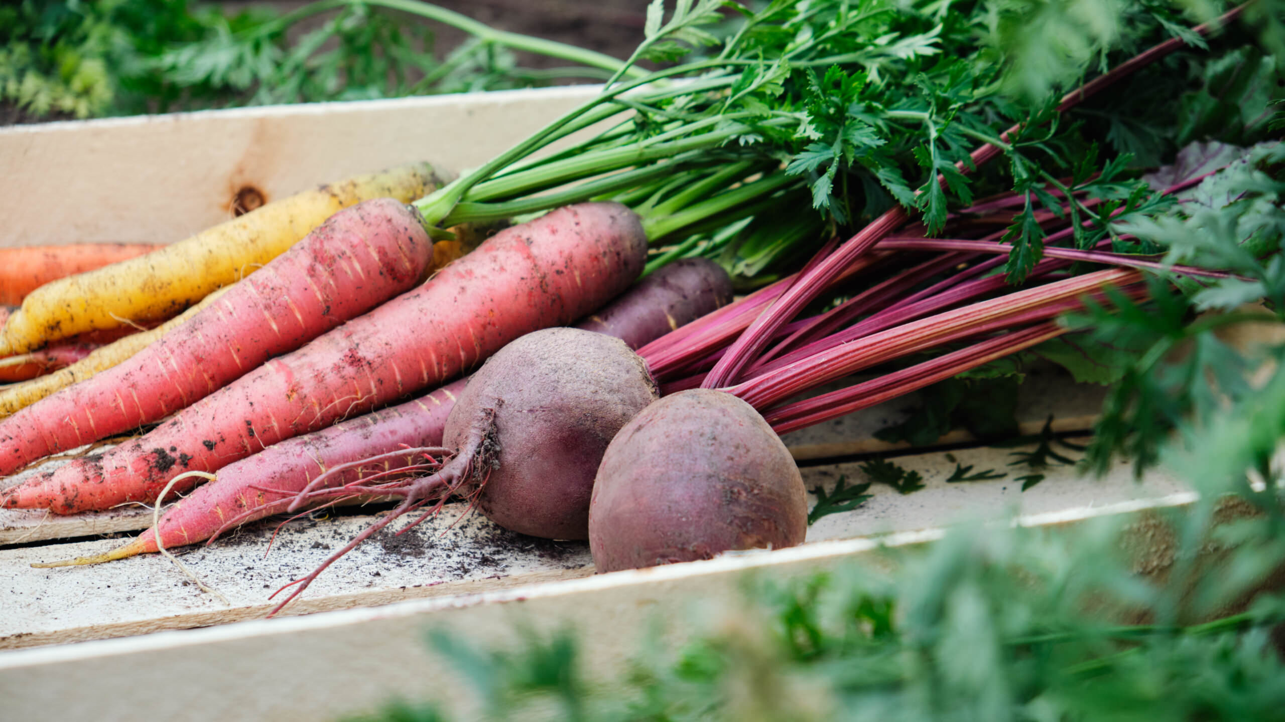 Rübe ist nicht gleich Rübe: Möhren, Mairüben, Schwarzwurzeln & Co ...