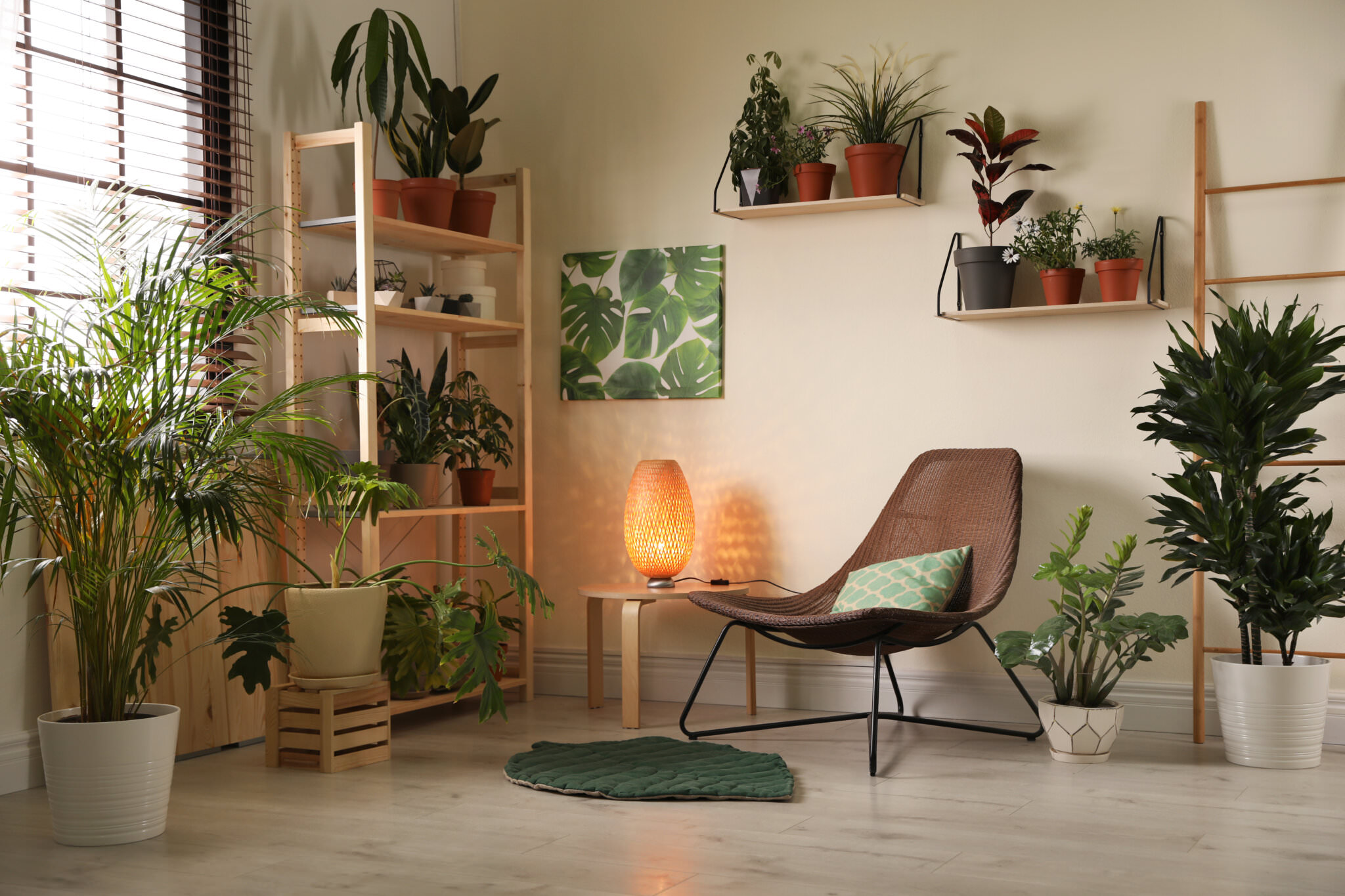 Zimmerpflanzen für das Wohnzimmer - Samenhaus Gartenblog