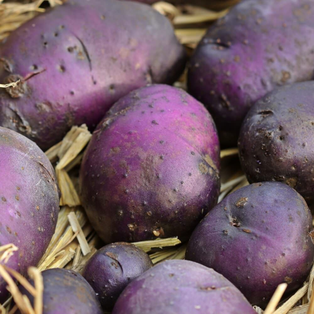 Vorzüge alter Kartoffelsorten: schmackhaft und reich an Vitaminen ...