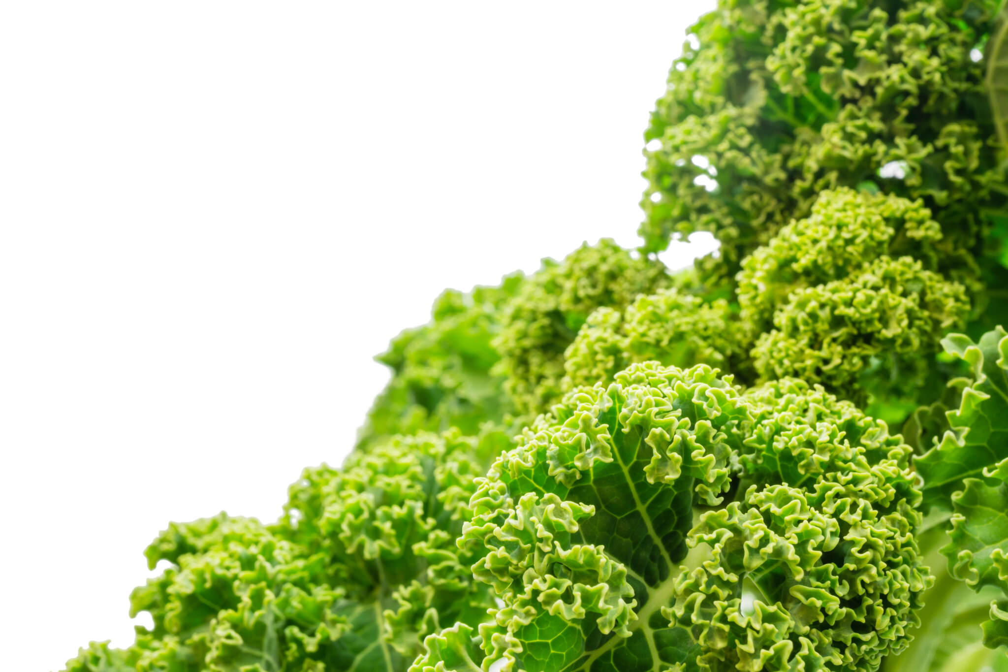 Ewiger Kohl: winterharte und ausdauernde Kohlpflanze - Samenhaus Gartenblog