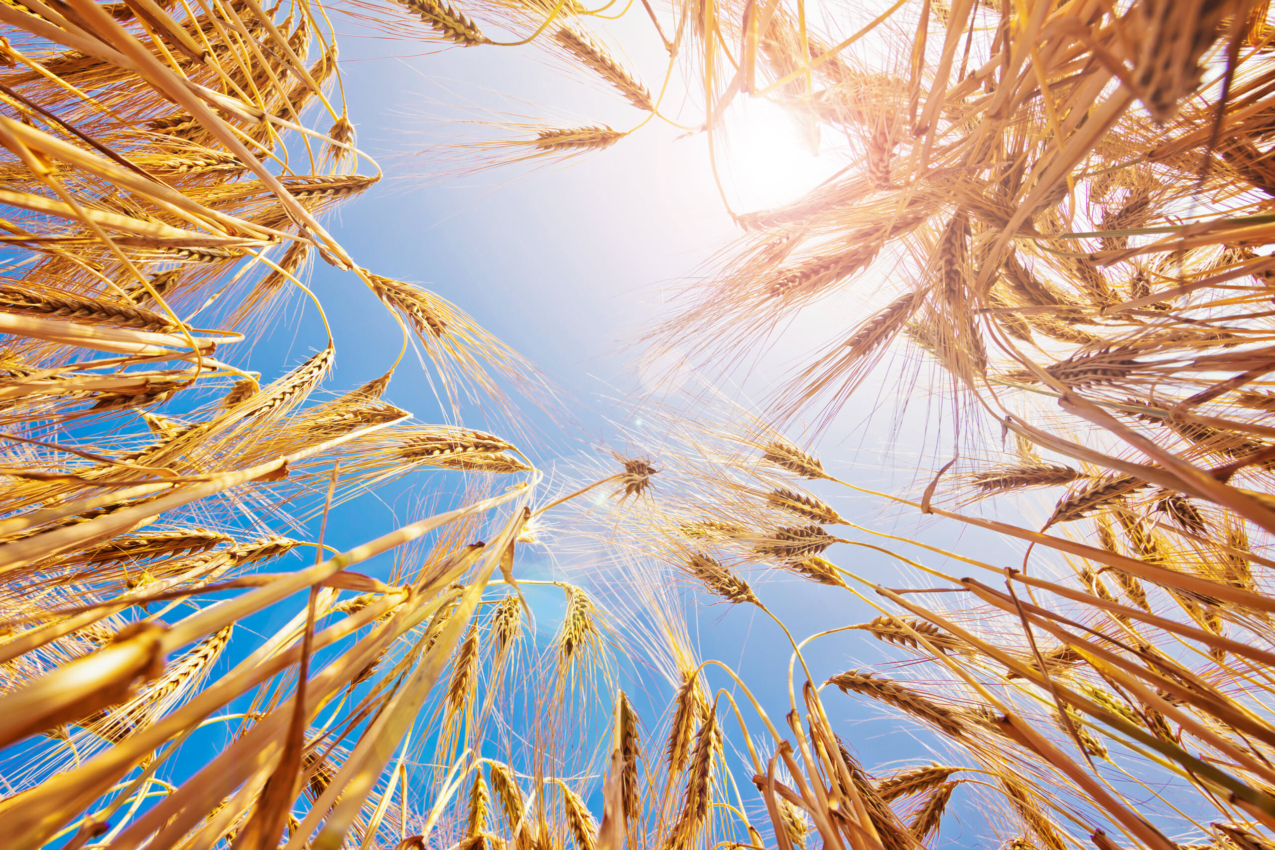 Getreide im Garten anbauen: geeignete Sorten und Pflege - Samenhaus ...