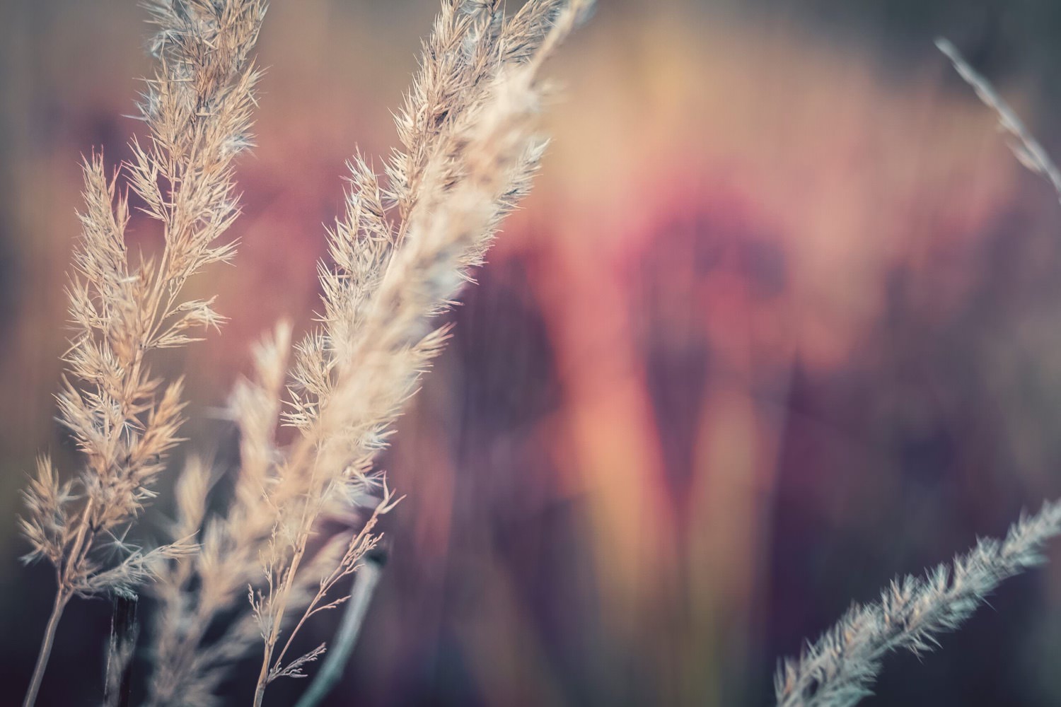 Ostergras säen – schöner Brauch zur Frühlingszeit - Samenhaus Gartenblog