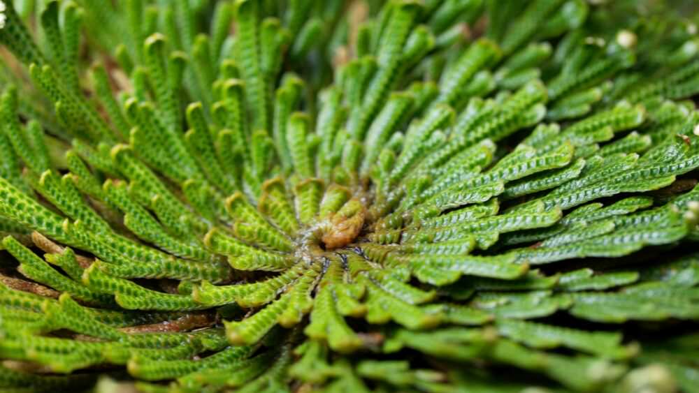 Die Rosen von Jericho – faszinierende Auferstehungspflanzen - Samenhaus ...