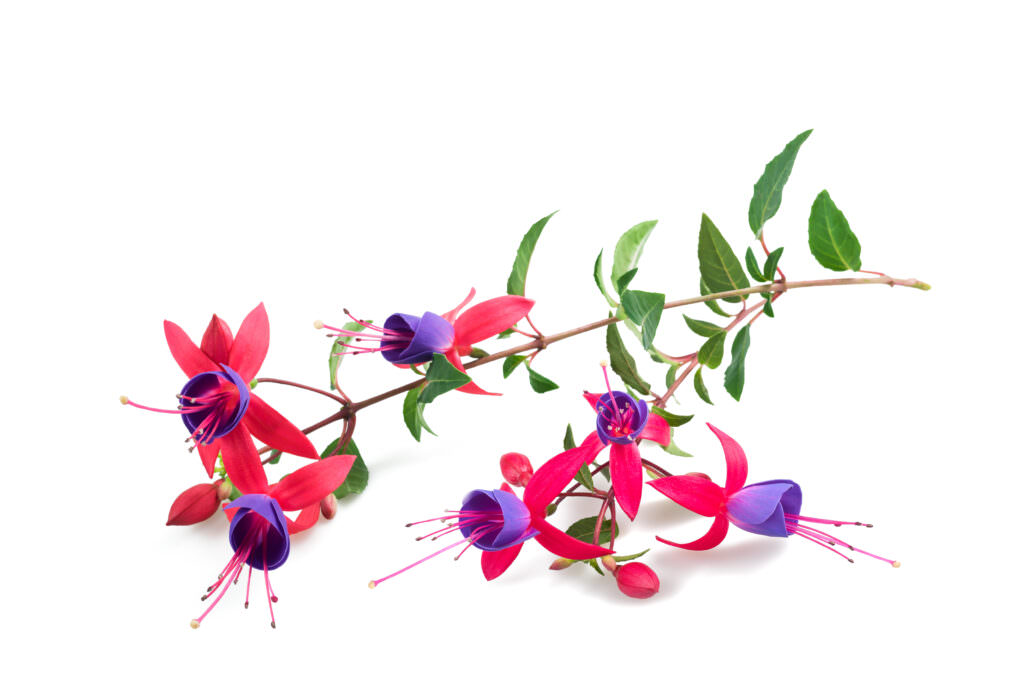 Vermehrung und Pflege von Fuchsien - Samenhaus Gartenblog