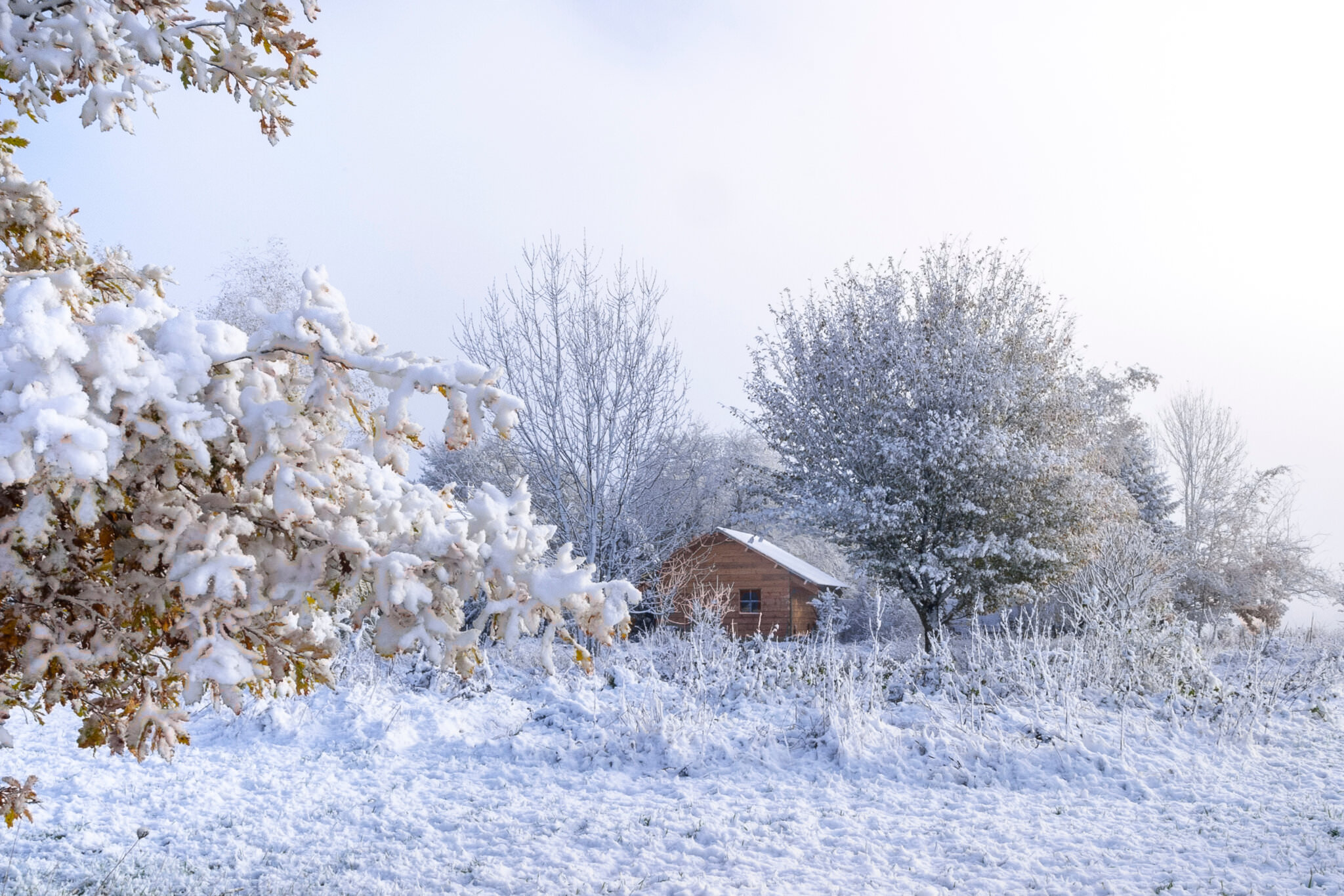 Der Garten im Winter – Pflegefehler vermeiden - Samenhaus Gartenblog
