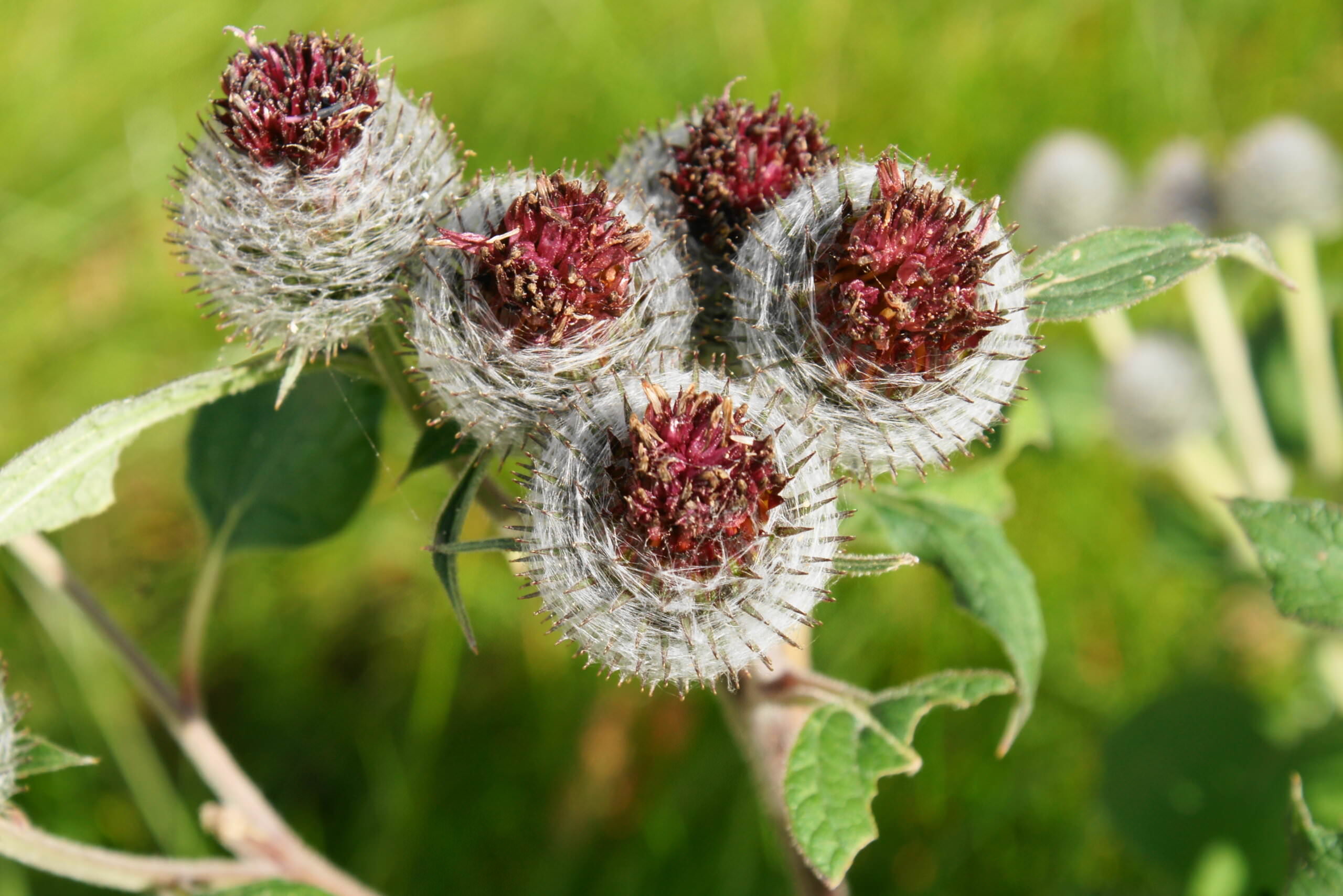 Große Klette – Gemüse aus längst vergangener Zeit - Samenhaus Gartenblog