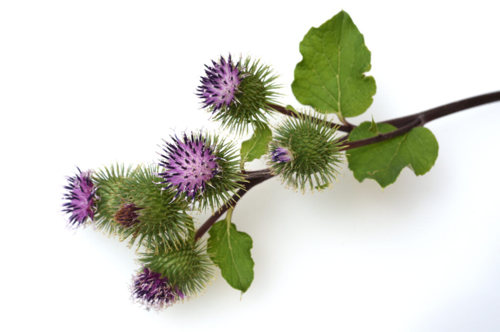 Große Klette – Gemüse aus längst vergangener Zeit - Samenhaus Gartenblog