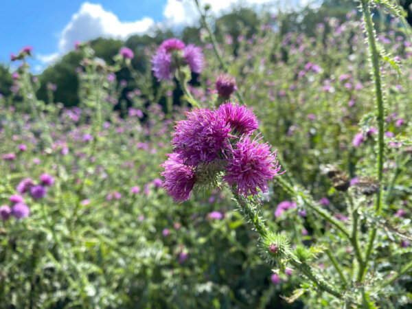 Große Klette – Gemüse aus längst vergangener Zeit - Samenhaus Gartenblog