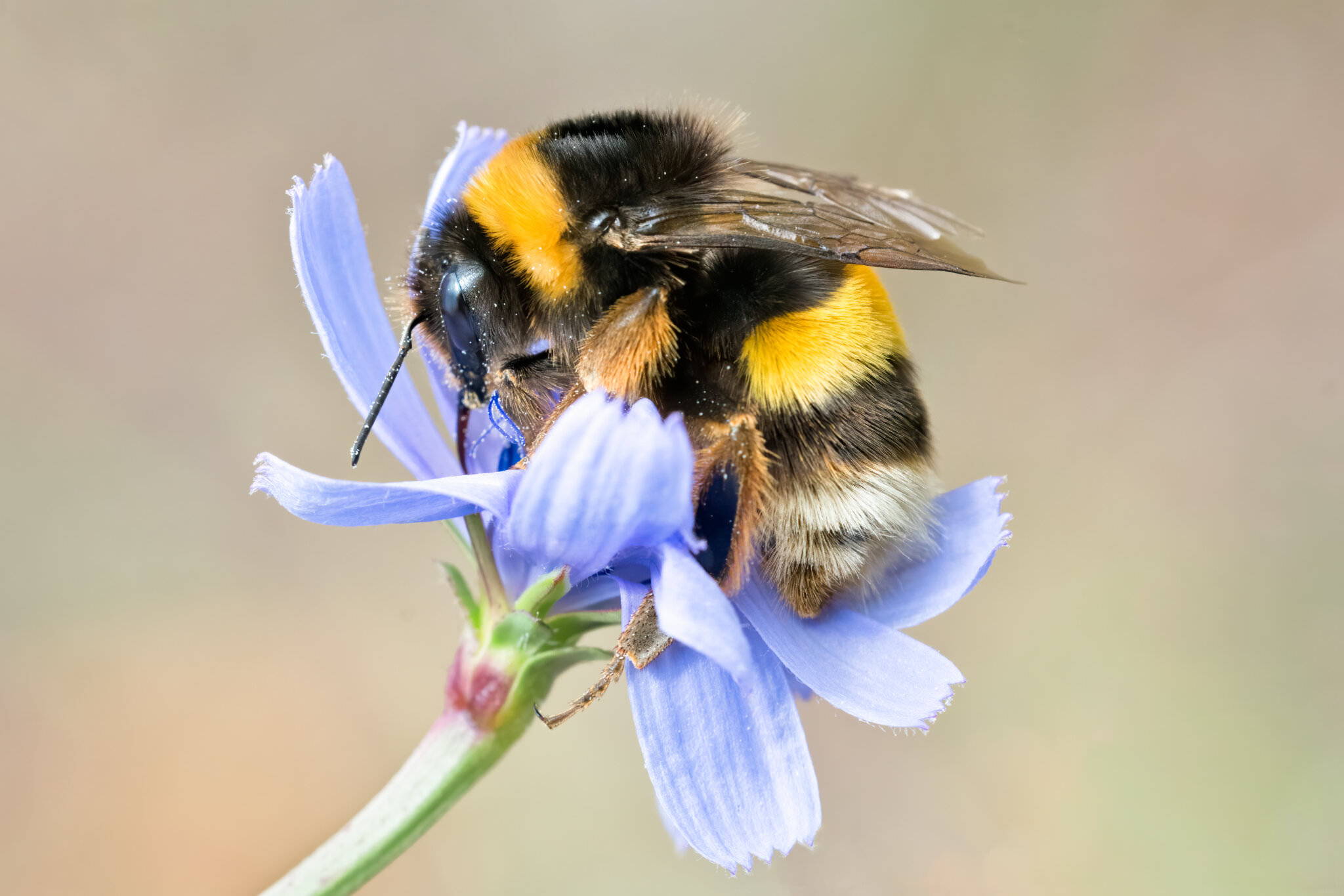 Wespen, Bienen und Hummeln – das sind die Unterschiede - Samenhaus ...