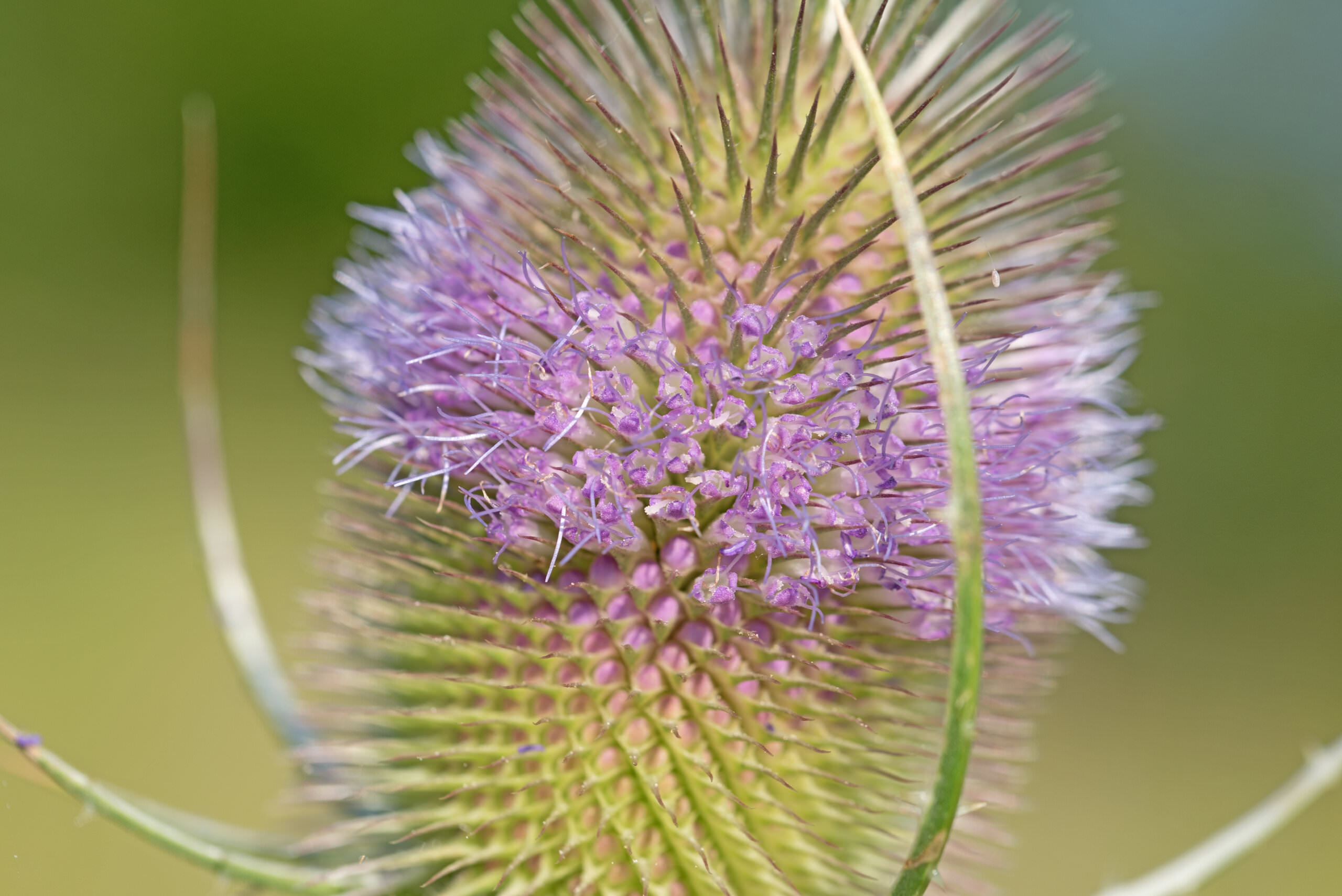 Wilde Karde – stachlige Schönheit mit Heilkraft - Samenhaus Gartenblog