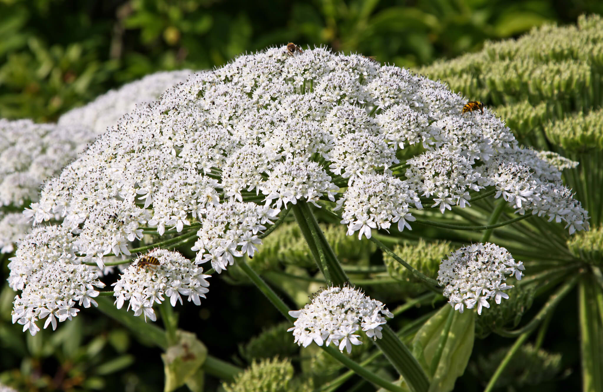 Vorsicht giftige Gartenpflanzen - Samenhaus Gartenblog