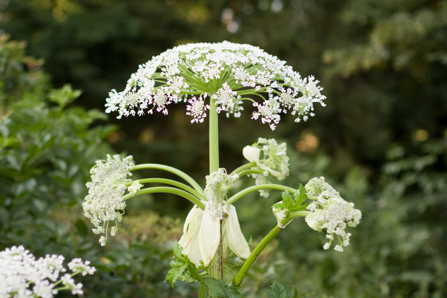 Die Giftpflanzen des Jahres - Samenhaus Gartenblog